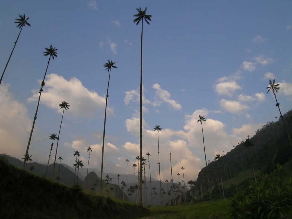 The Colombian Andean Mountains, “The Home of the Condor” - Colombian ...